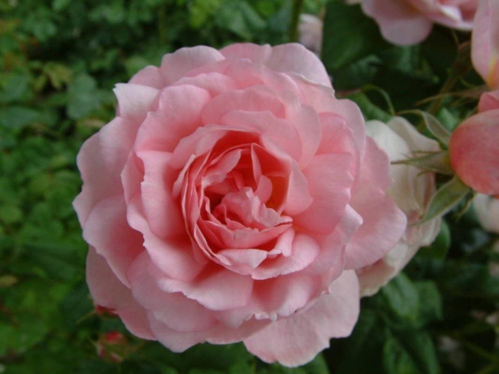 Photo of the bloom of Rose (Rosa 'Scepter'd Isle') posted by Calif_Sue ...