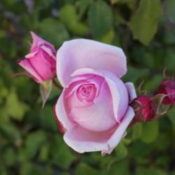 Rose (Rosa 'Pretty Jessica') in the Roses Database - Garden.org