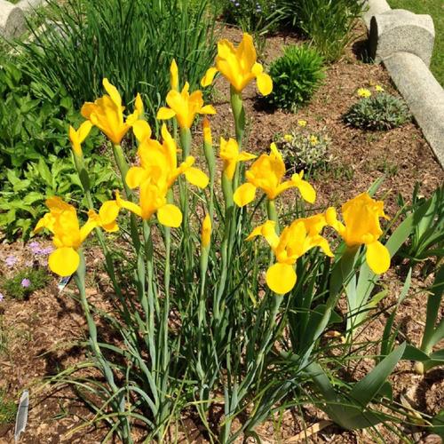 Dutch Iris (Iris x hollandica 'Golden Beauty') in the Irises Database ...