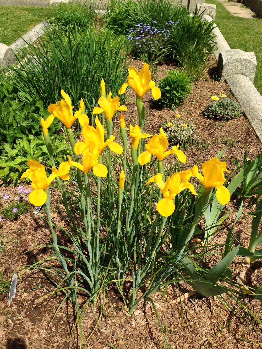 Dutch Iris (Iris x hollandica 'Golden Beauty') in the Irises Database ...