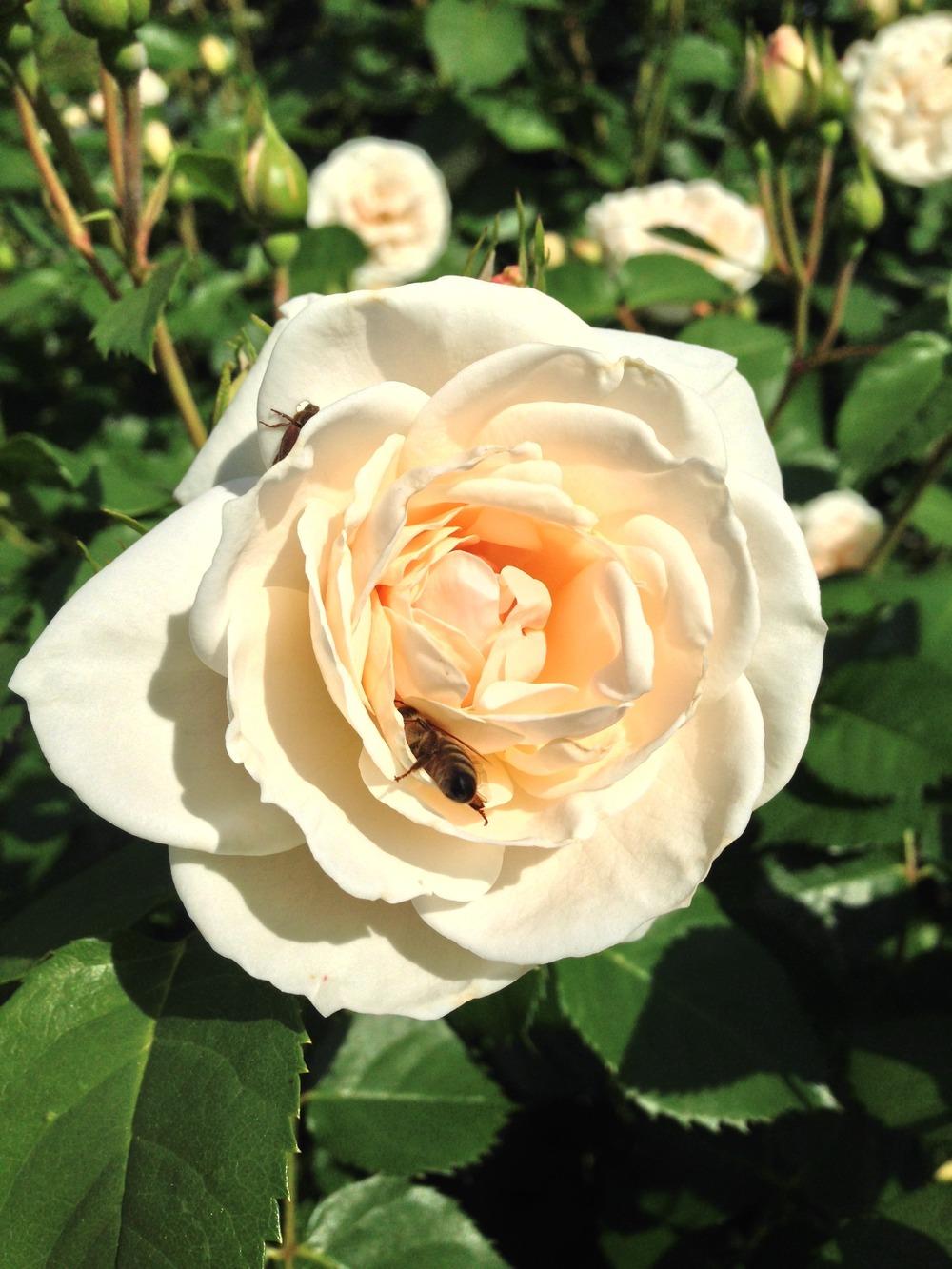 Rose (Rosa 'Snow Gosling') in the Roses Database - Garden.org