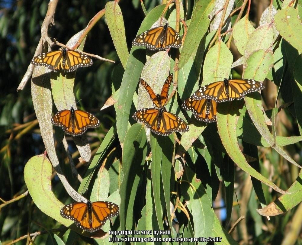 Photo of the leaves of Southern Blue Gum (Eucalyptus globulus) posted ...