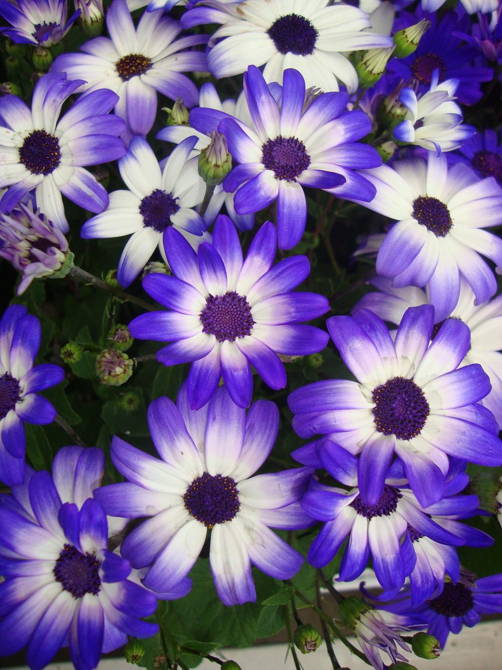 Photo of the bloom of Florist's Cineraria (Pericallis Senetti® Blue ...