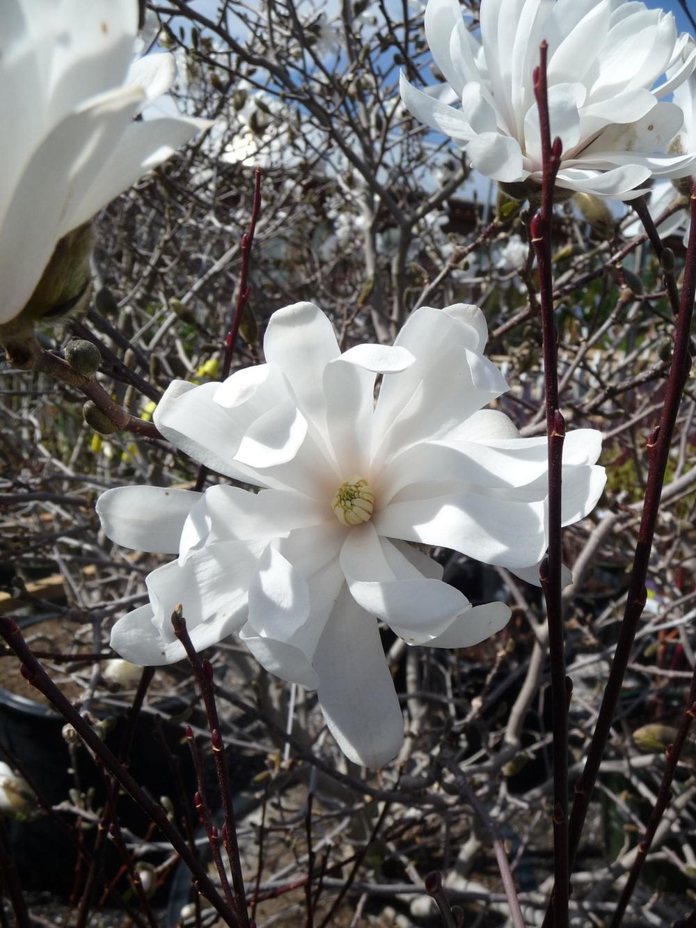 Photo of the bloom of Star Magnolia (Magnolia stellata) posted by ...