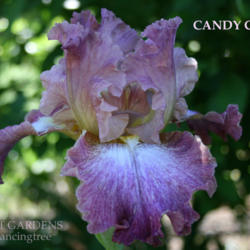 Photo of the bloom of Tall Bearded Iris (Iris 'Candy Club') posted by ...