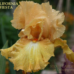 Tall Bearded Iris (Iris 'California Fiesta') in the Irises Database ...