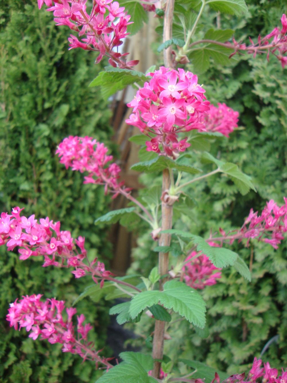 Photo of the bloom of Redflower Currant (Ribes sanguineum 'King Edward ...
