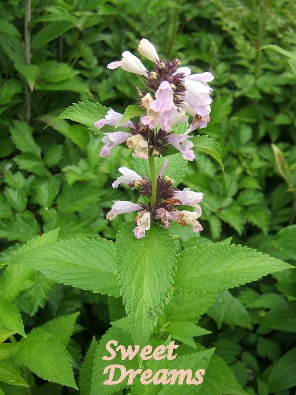 Catmints: Plant Care and Collection of Varieties - Garden.org