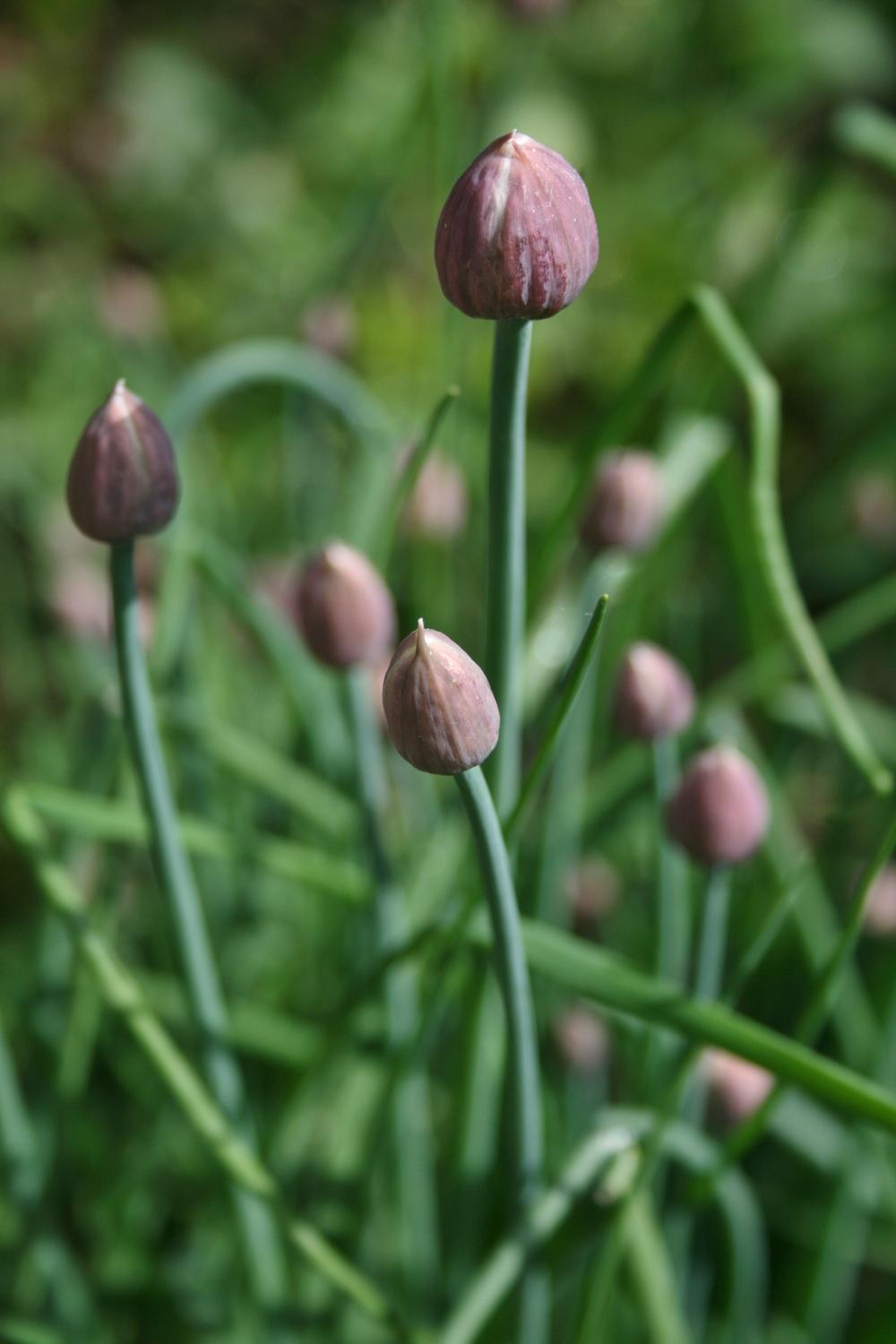 Chives: Plant Care and Collection of Varieties - Garden.org