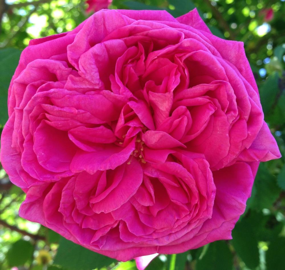 Photo of the bloom of Rose (Rosa 'Paul Ricault') posted by ...