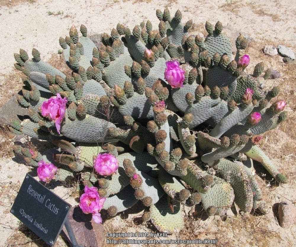 Photo of the entire plant of Beavertail Cactus (Opuntia basilaris ...