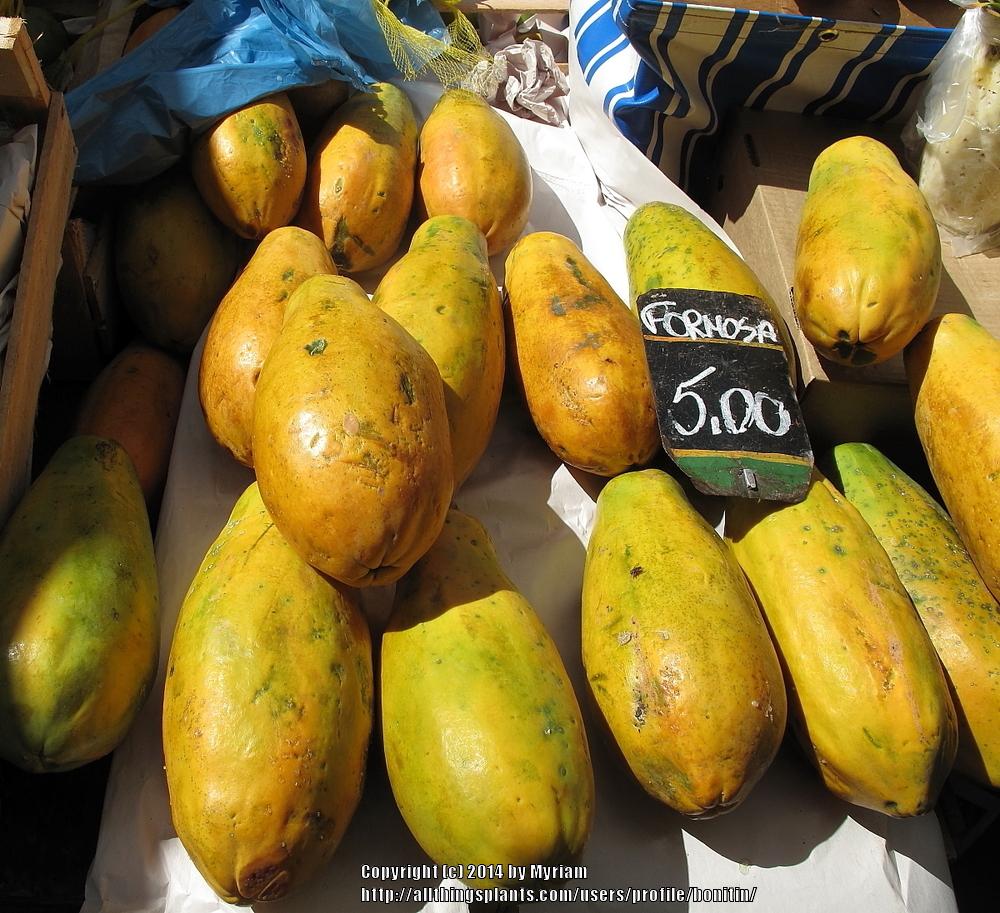 Papaya (Carica papaya 'Formosa') - Garden.org