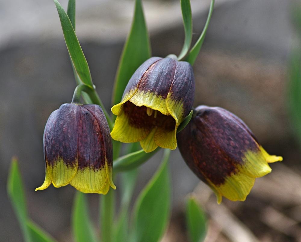 Fritillarias: Plant Care and Collection of Varieties - Garden.org