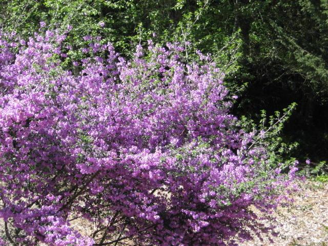Photo of the entire plant of Australian Mint Bush (Prostanthera ...