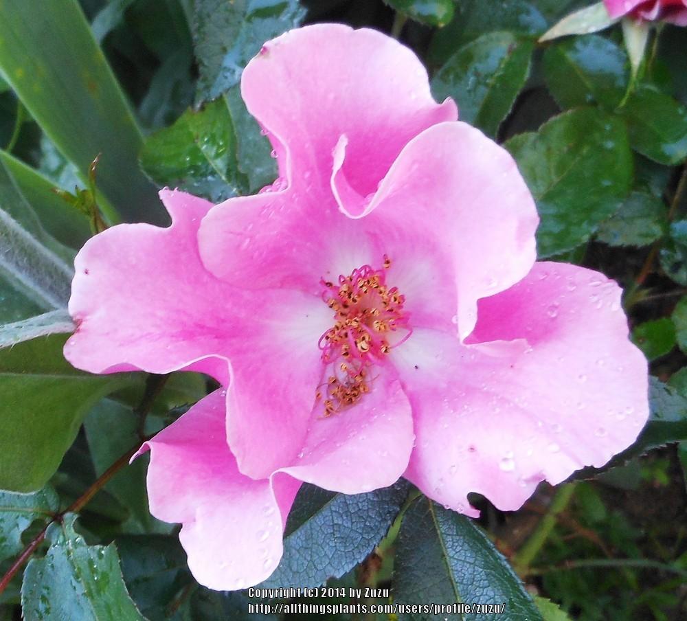 Rose (Rosa 'Miss Ada') in the Roses Database - Garden.org