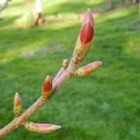 Photo of the emerging growth of Variegated Sycamore Maple (Acer ...
