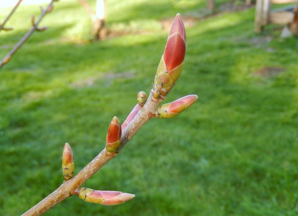 Photo of the emerging growth of Variegated Sycamore Maple (Acer ...
