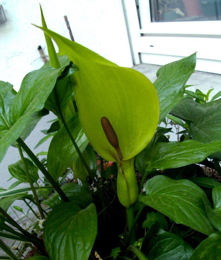 Arums: Plant Care and Collection of Varieties - Garden.org