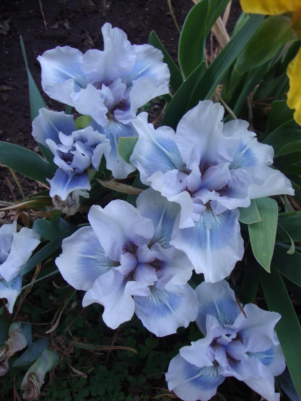 Photo of the bloom of Standard Dwarf Bearded Iris (Iris 'Tu Tu ...