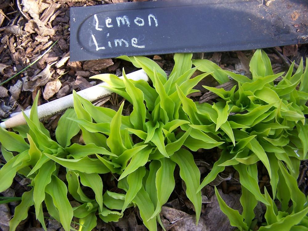 Hosta 'Lemon Lime' in the Hostas Database - Garden.org