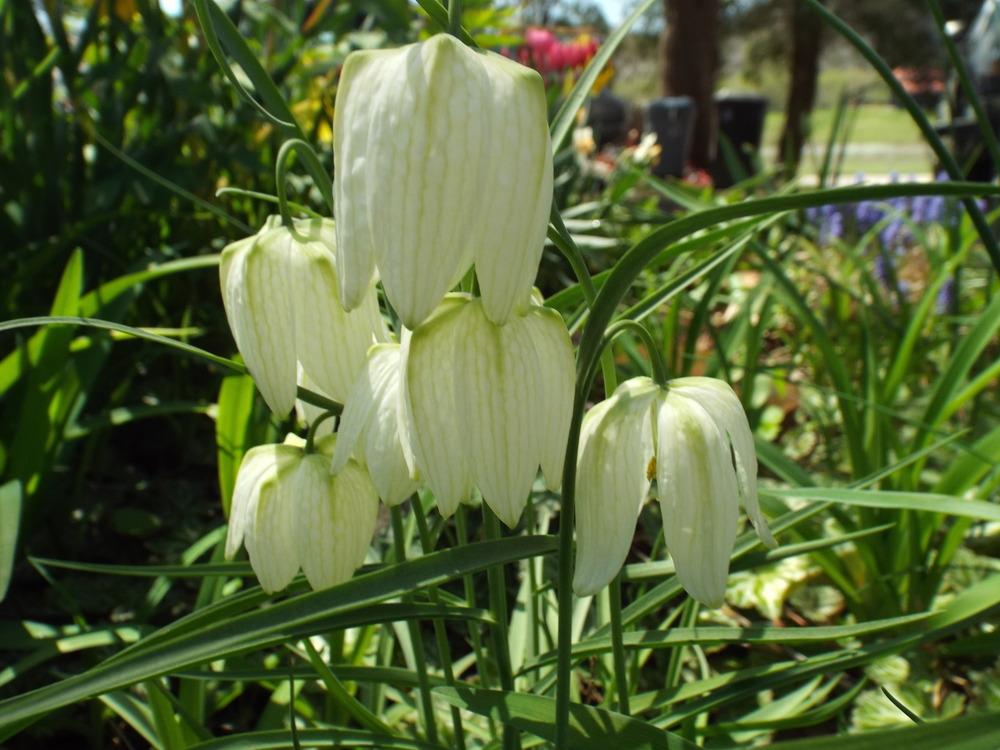 White Fritillary (Fritillaria meleagris 'Alba') in the Fritillarias ...