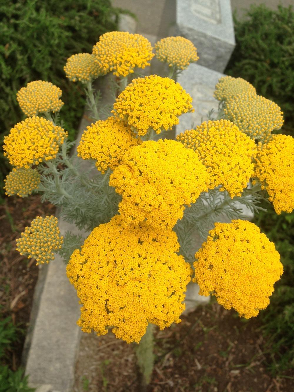 Photo of the bloom of Athanasia pinnata posted by HamiltonSquare ...
