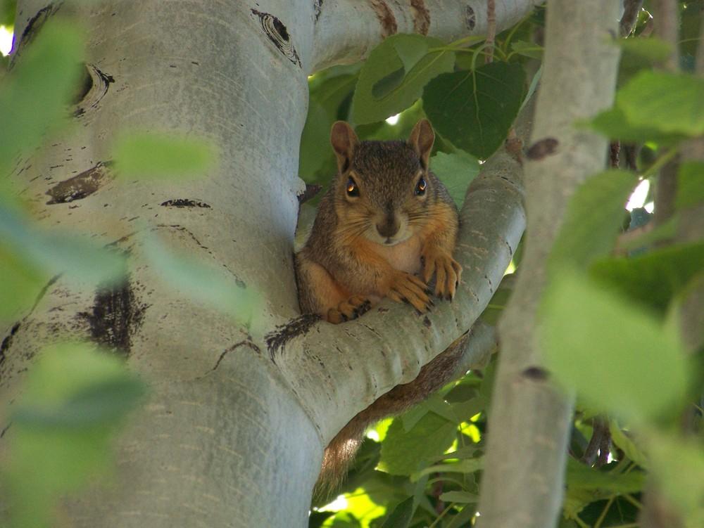 Aspen (Populus tremula 'Erecta') - Garden.org