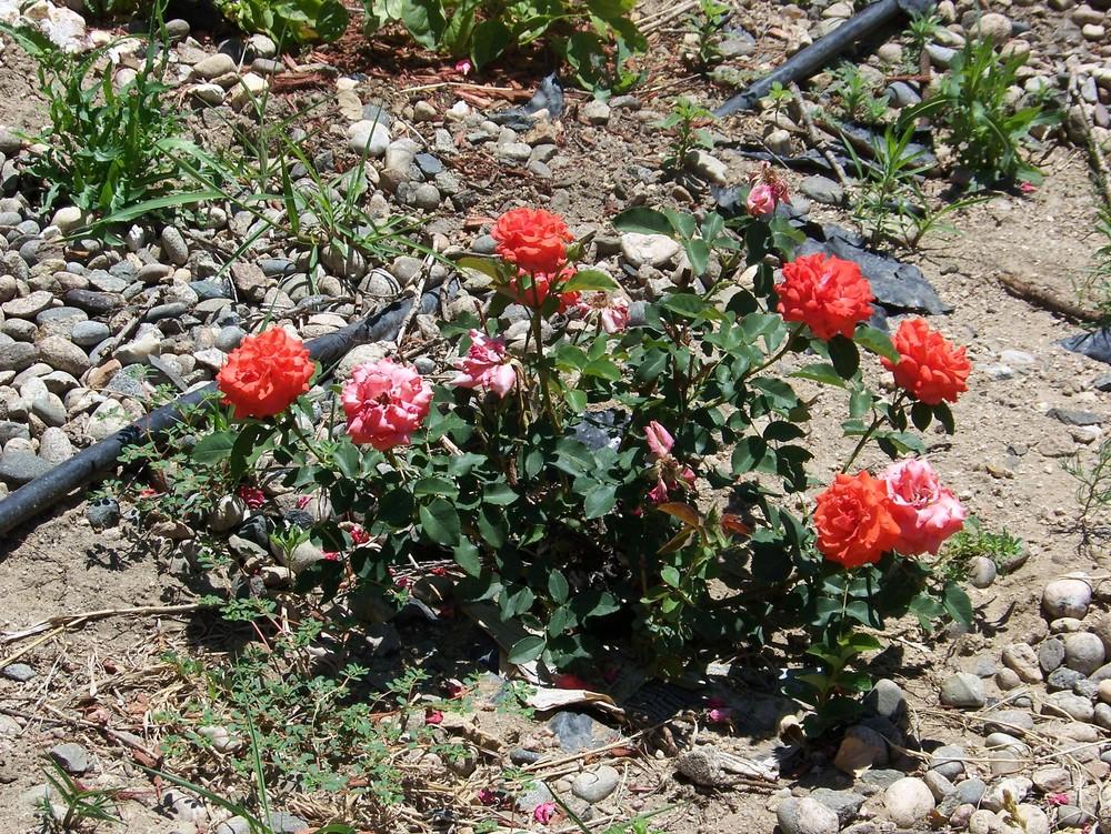 Photo of the entire plant of Rose (Rosa 'Trumpeter') posted by ...