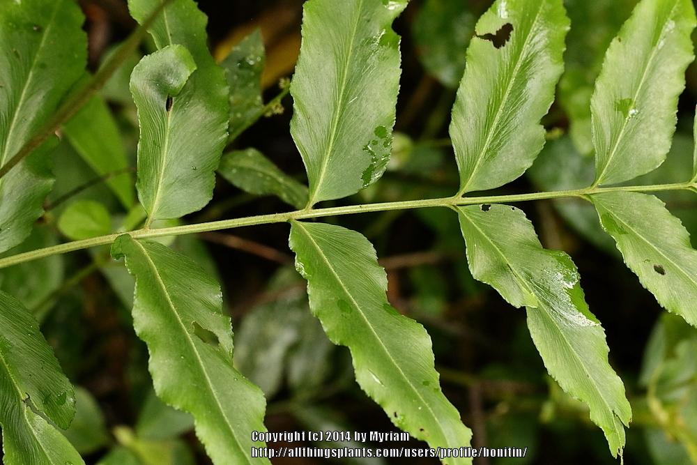 Anemia phyllitidis - Garden.org