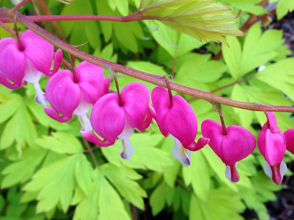 Photo of the bloom of Bleeding Heart (Lamprocapnos spectabilis 'Gold ...