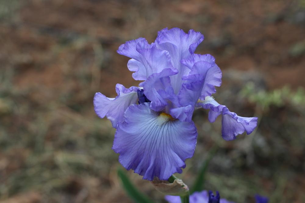 Tall Bearded Iris (Iris 'Blue Note Blues') in the Irises Database ...