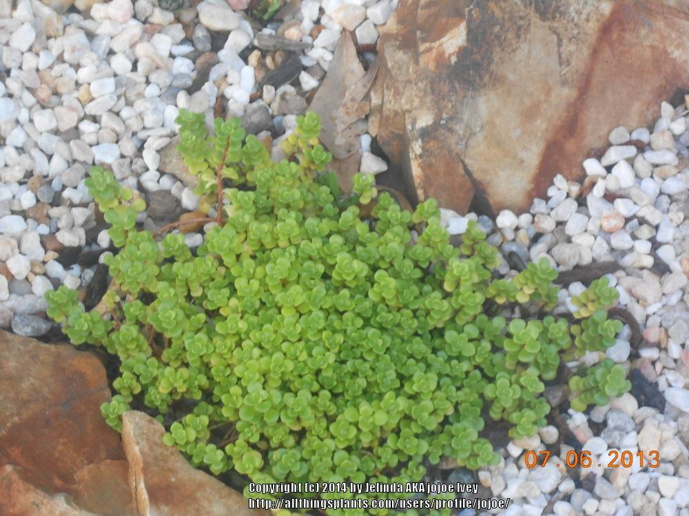 Photo of the entire plant of Japanese Woodland Stonecrop (Sedum makinoi ...