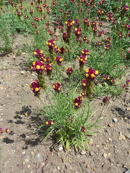Pine Needle Toadflax (Linaria pinifolia) - Garden.org