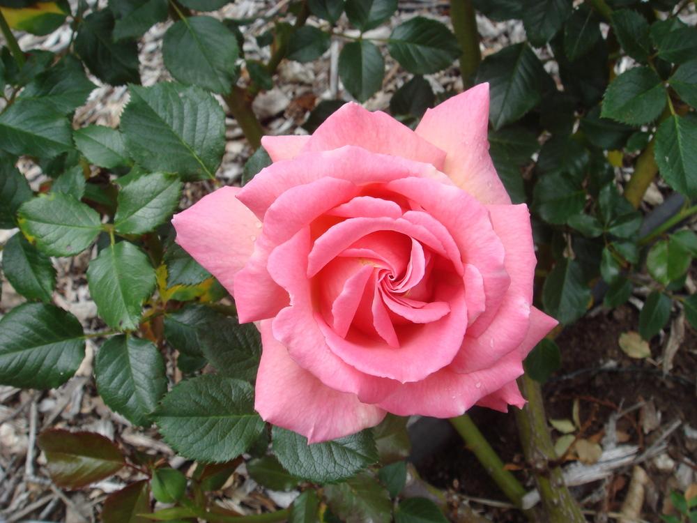 Photo of the bloom of Rose (Rosa 'Shot Silk') posted by Henhouse ...