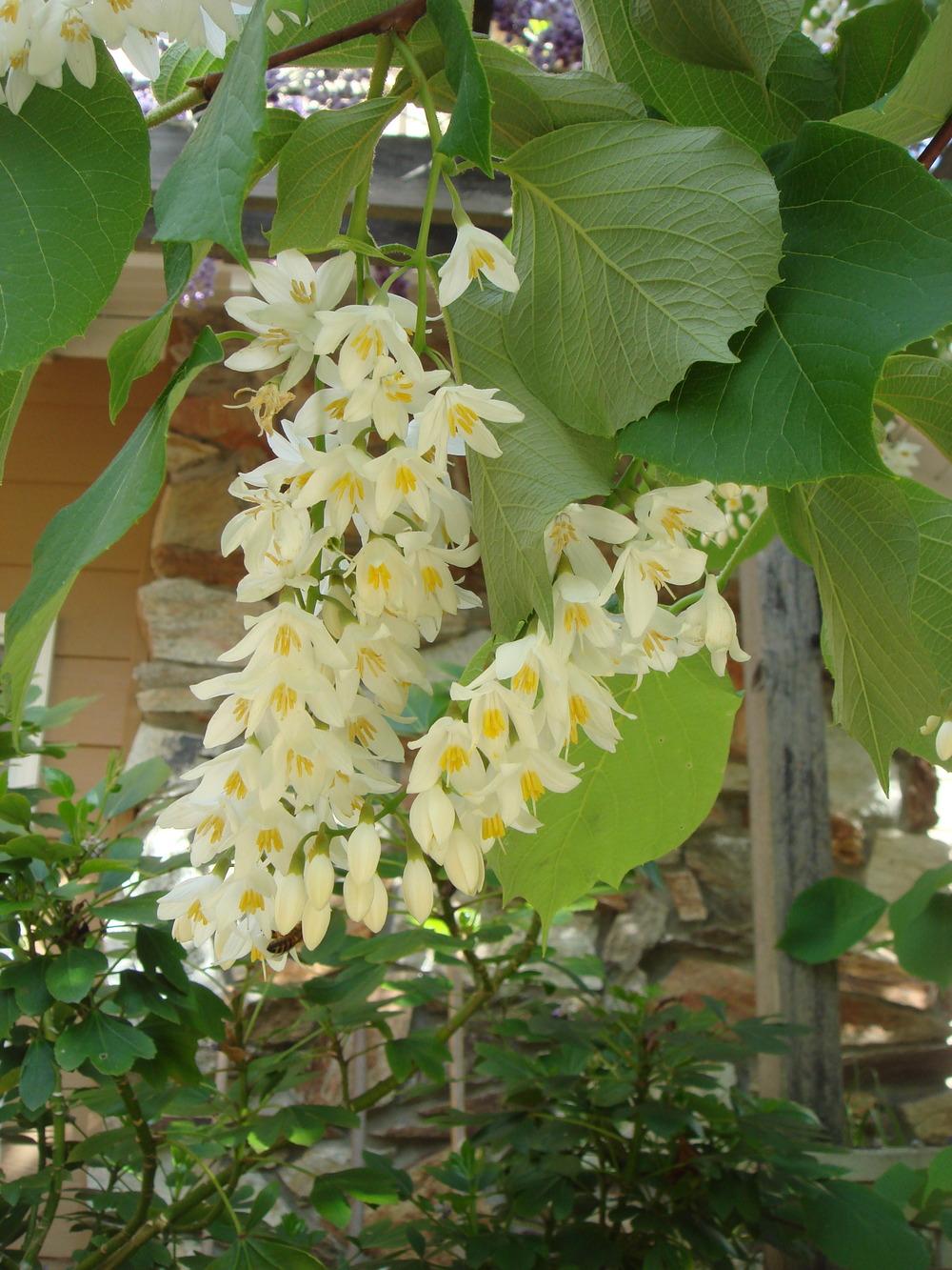 Fragrant Snowbell (Styrax obassia) - Garden.org