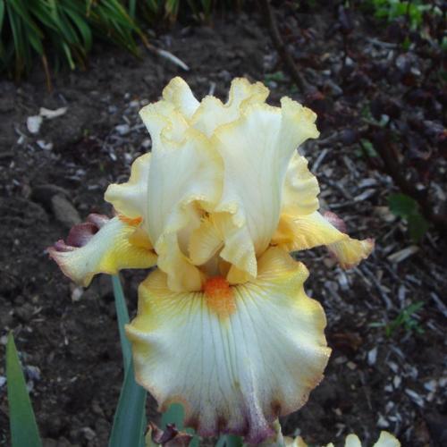 Tall Bearded Iris (Iris 'Expect Wonders') in the Irises Database ...