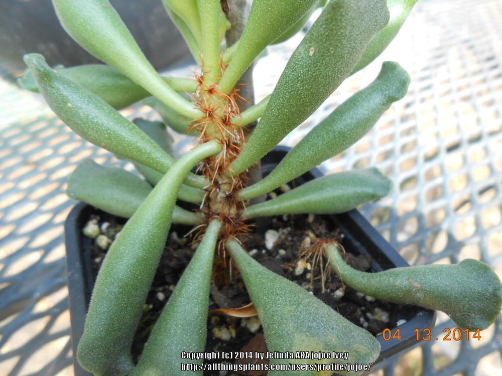 Need help with a Adromischus cristatus 'key lime pie' in the Cactus and ...