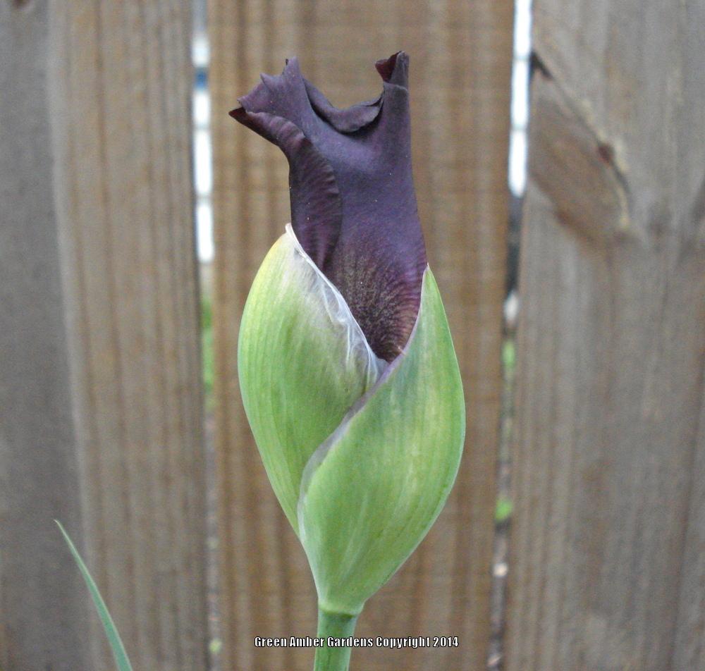 Photo of the closeup of buds, sepals and receptacles of Tall Bearded ...