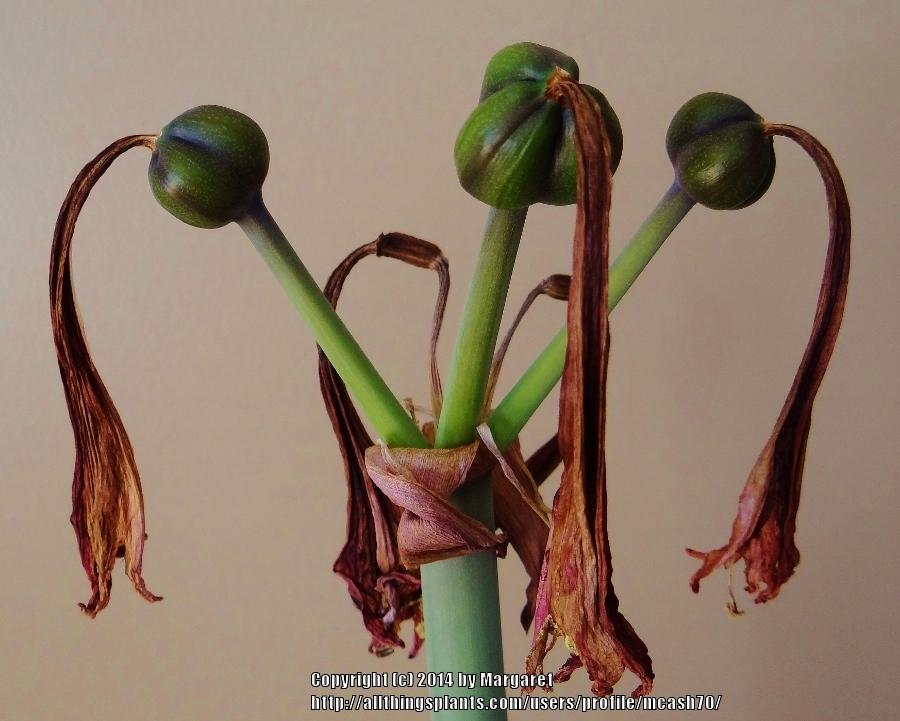 Photo of the seed pods or heads of Amaryllis (Hippeastrum 'Charisma ...