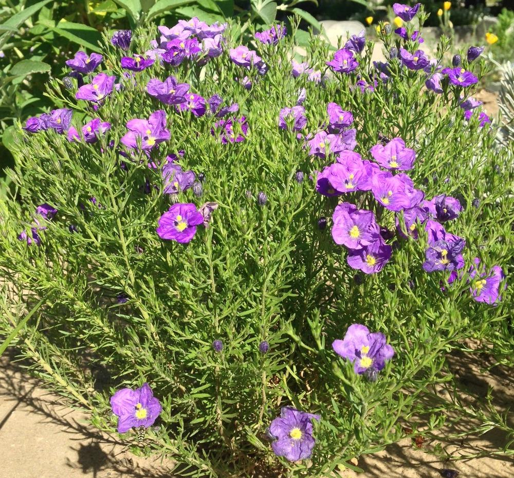 Photo of the entire plant of Cup Flower (Nierembergia scoparia 'Purple ...