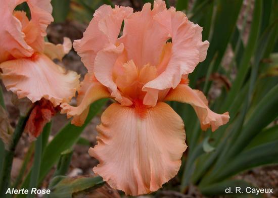Tall Bearded Iris (Iris 'Alerte Rose') in the Irises Database - Garden.org