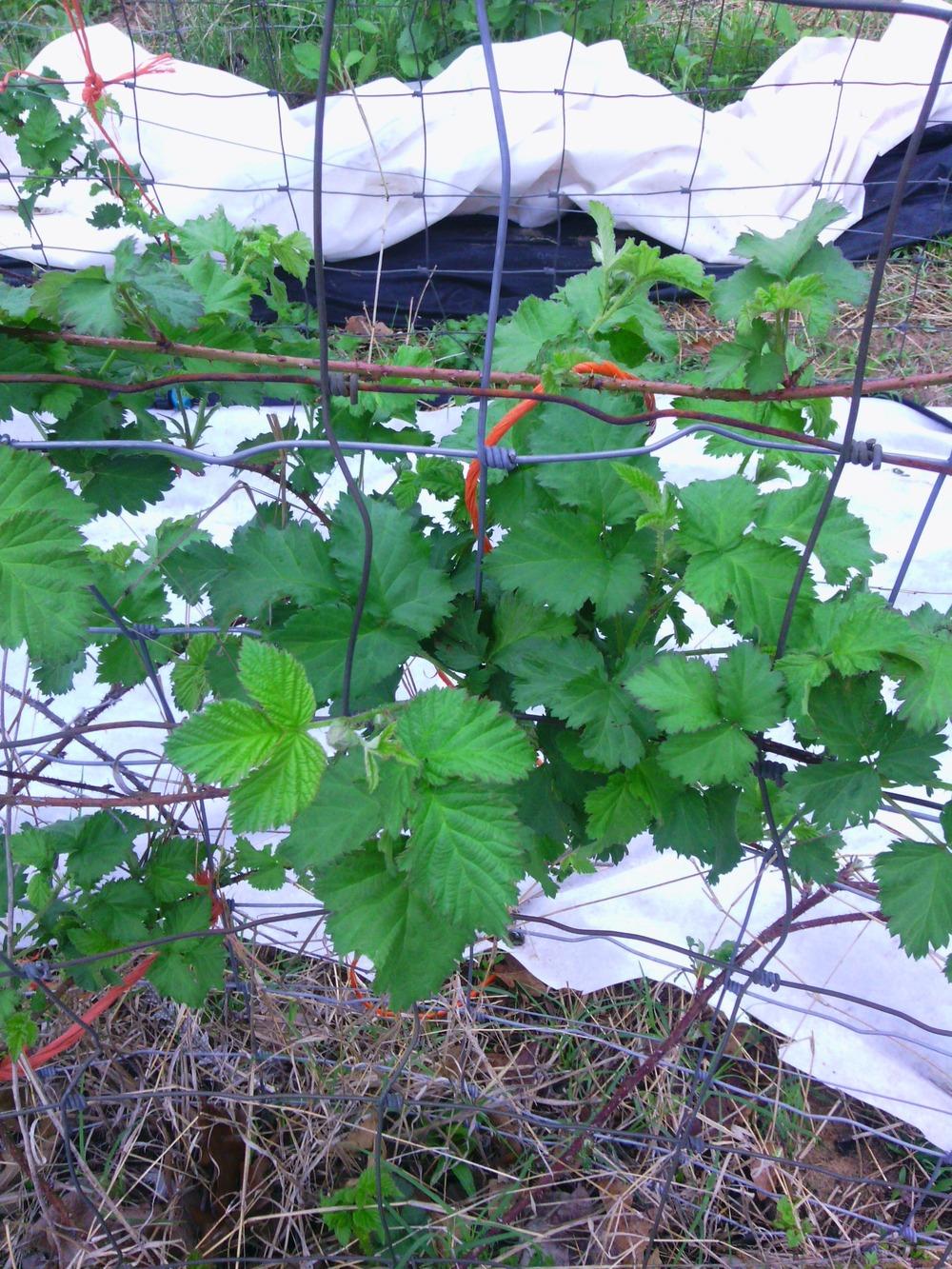 Photo of the leaves of Boysenberry (Rubus 'Boysenberry') posted by ...