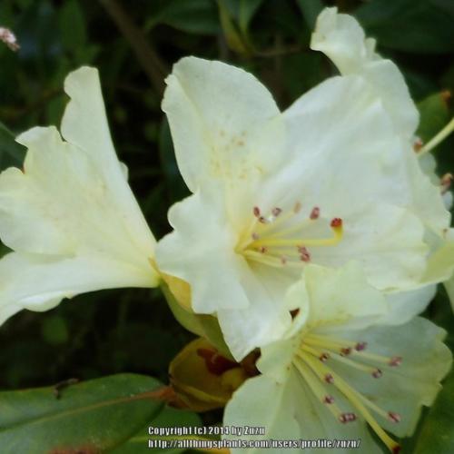 Rhododendron 'Capistrano' in the Rhododendrons Database - Garden.org