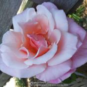 Photo of the bloom of Rose (Rosa 'First Prize') posted by Mike - Garden.org