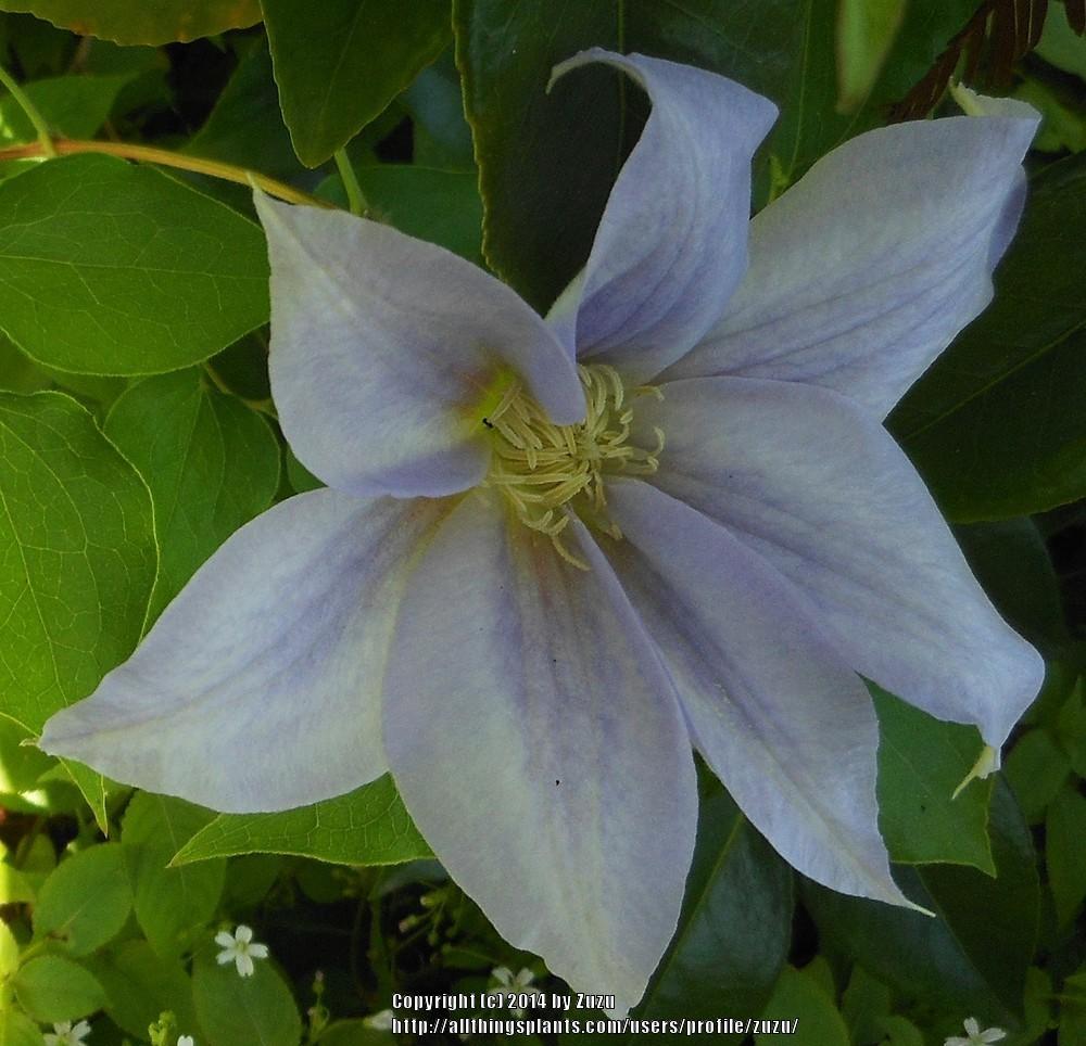 Photo of the bloom of Clematis Ice Blue™ posted by zuzu - Garden.org