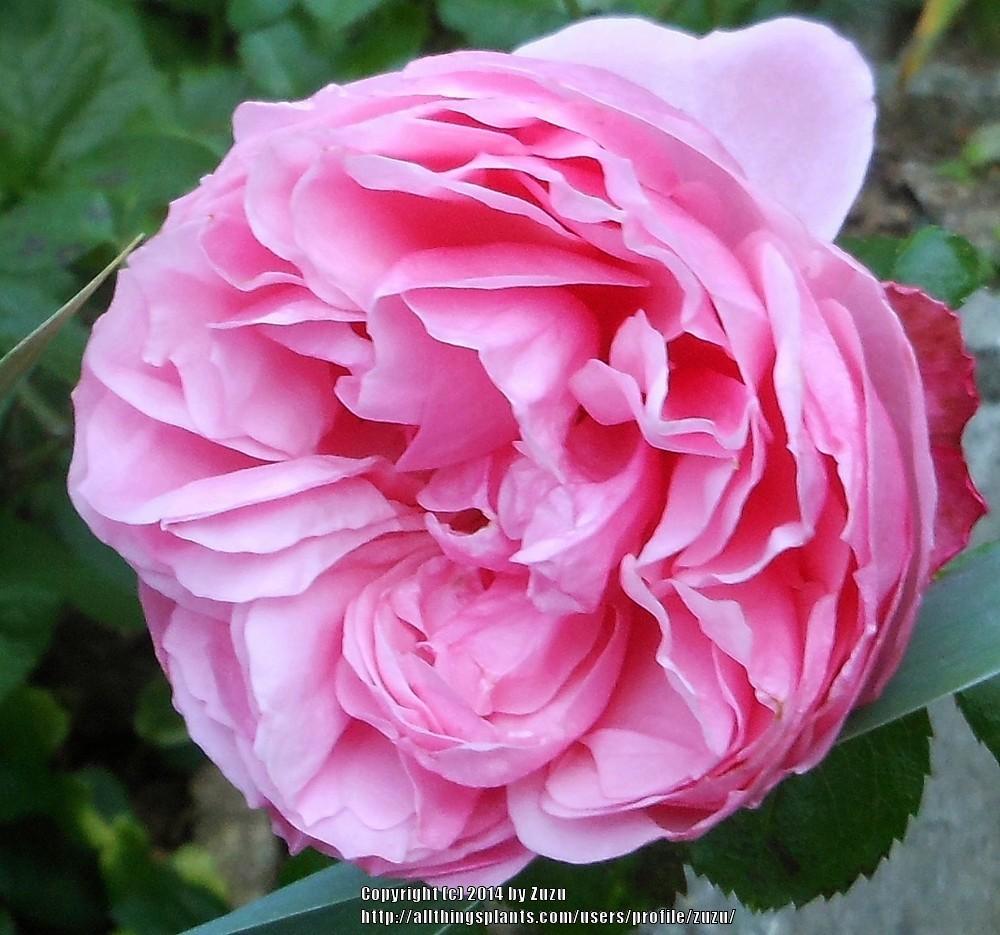 Rose (Rosa 'Comtesse de Segur') in the Roses Database - Garden.org