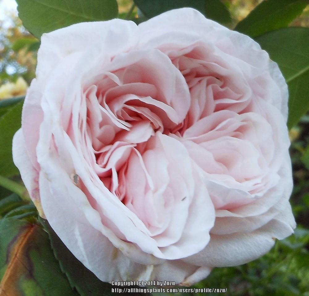 Climbing Tea Rose (Rosa 'Devoniensis, Cl.') in the Roses Database ...