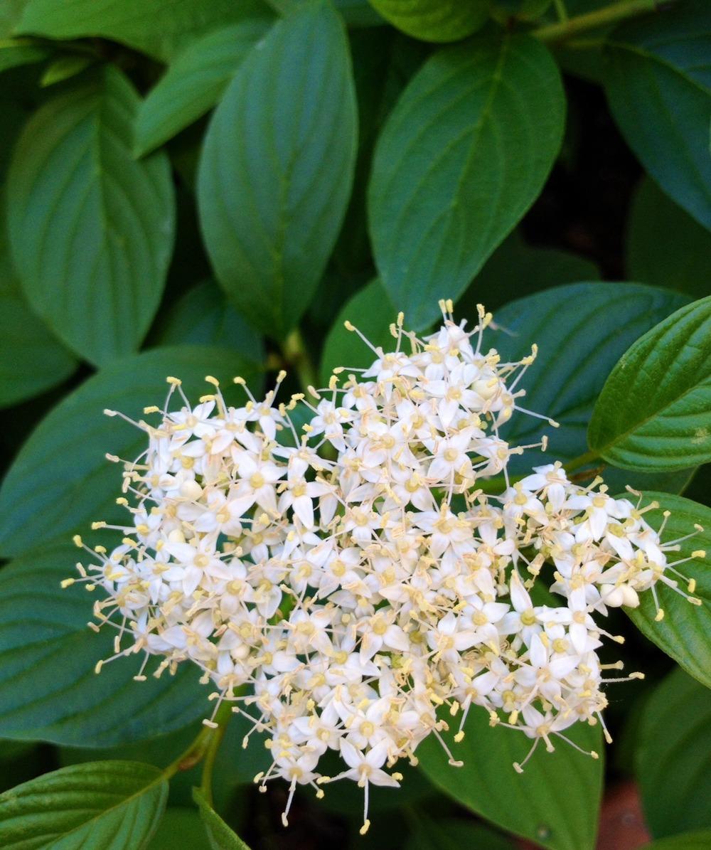 Photo of the bloom of Yellow Twig Dogwood (Cornus sericea 'Flaviramea ...