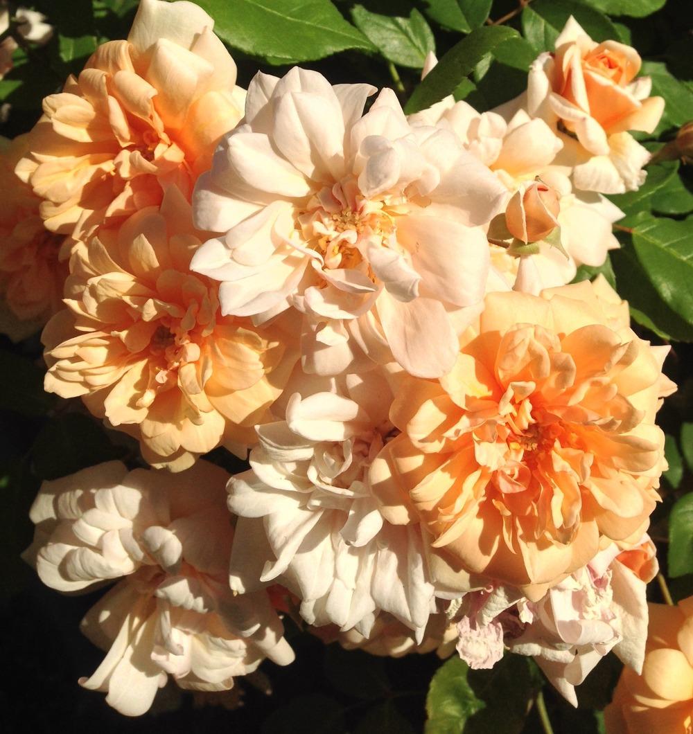 Photo of the bloom of Rose (Rosa 'Perle d'Or') posted by HamiltonSquare ...