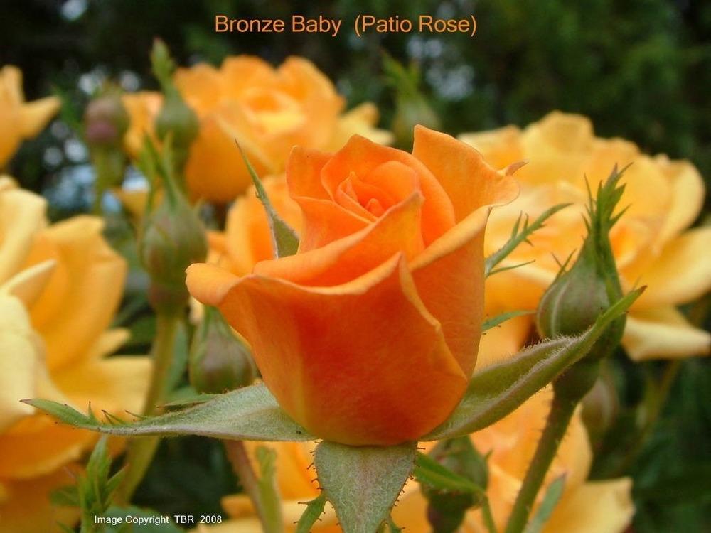 Rose (Rosa 'Amber Nectar') in the Roses Database - Garden.org